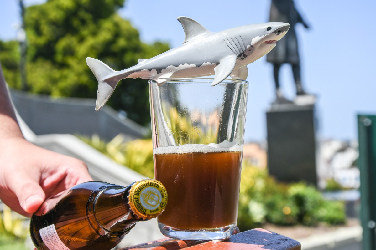 The Instagram Sharkinator – A BELGIAN'S BEER DIARY
